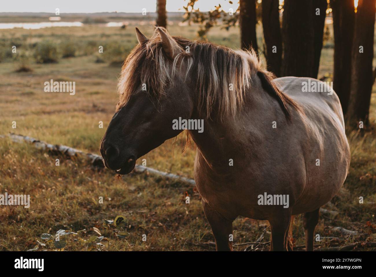 Semi-wild konik polski horse at Engure Lake Nature Park, Latvia Stock ...