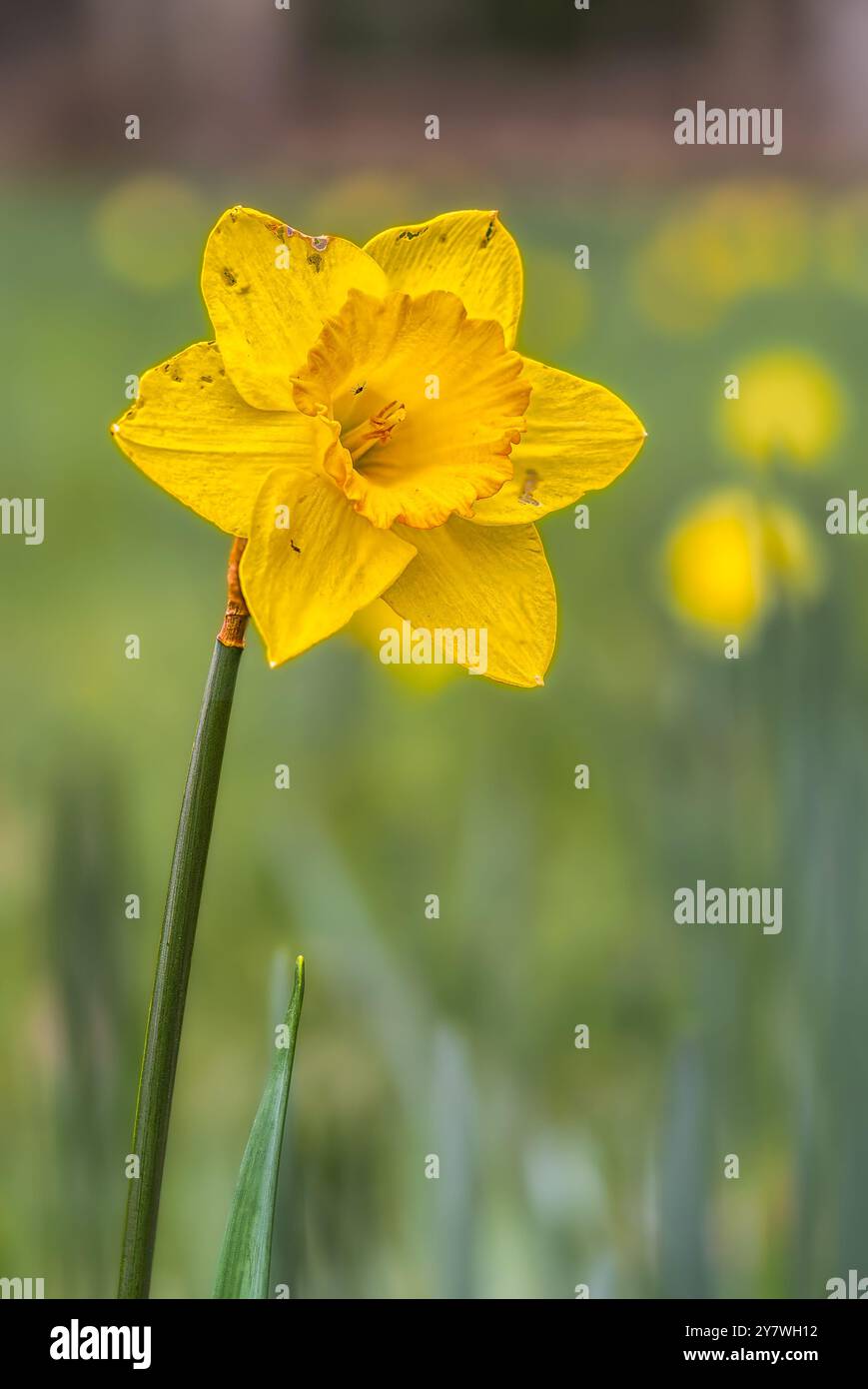Botanical bloom image hi-res stock photography and images - Alamy