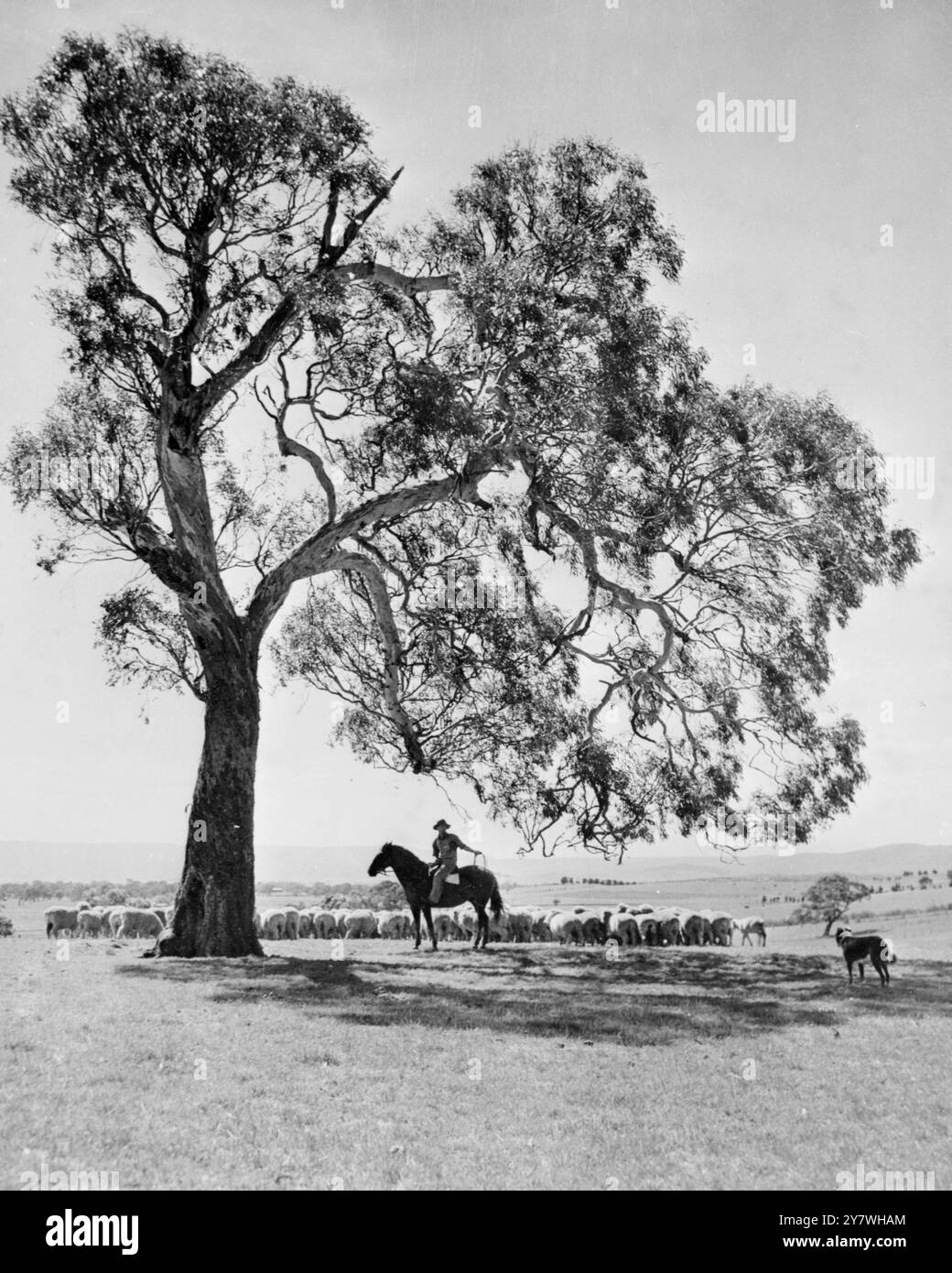 N . Australia : Aboriginal stockmen yarning during a spell in cattle ...