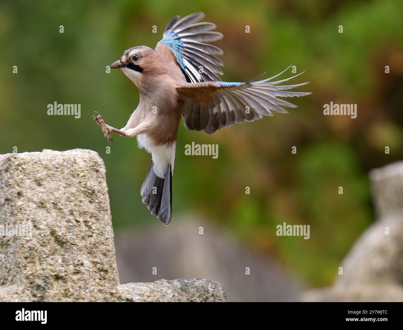 Eurasian jay flying hi-res stock photography and images - Alamy