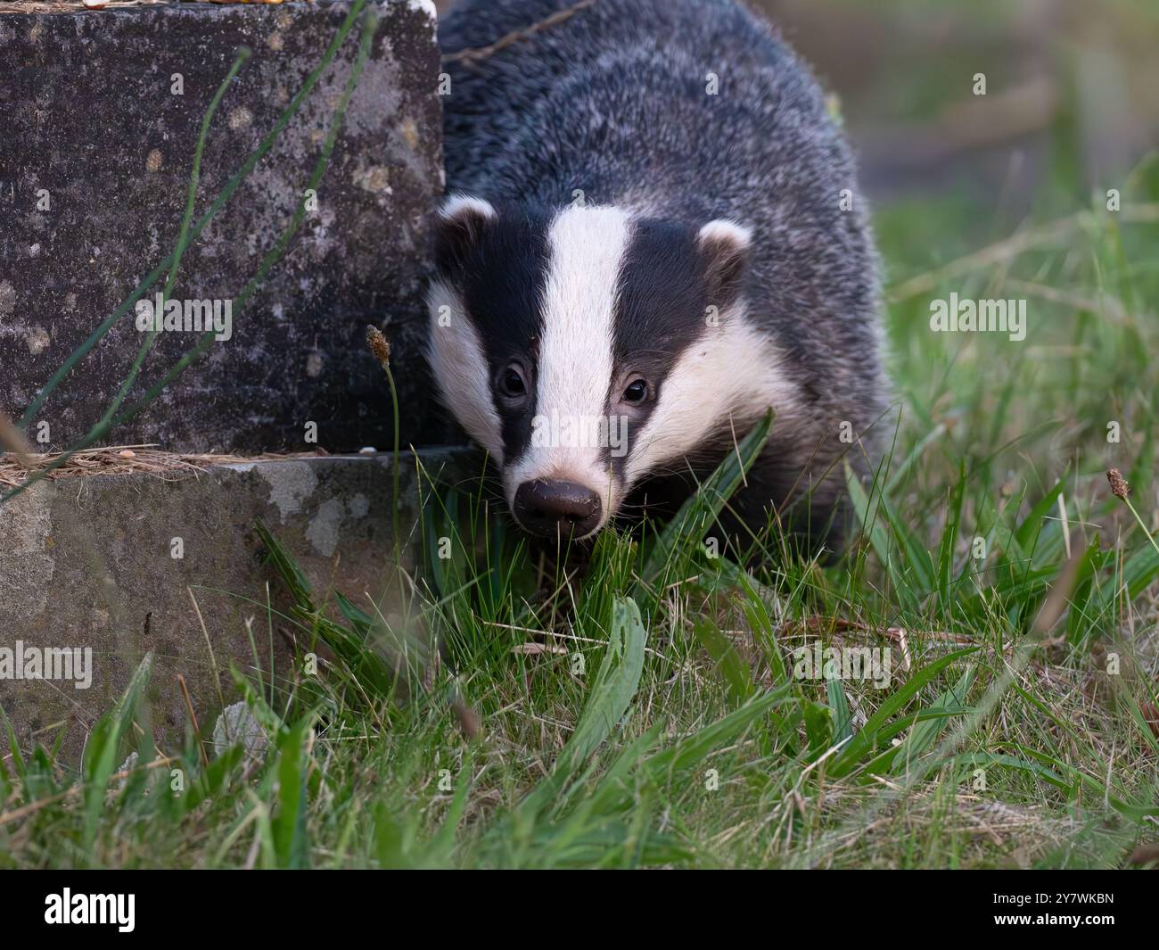 gorgeous wild badger in detail [ meles meles ] at a local cemetery in ...