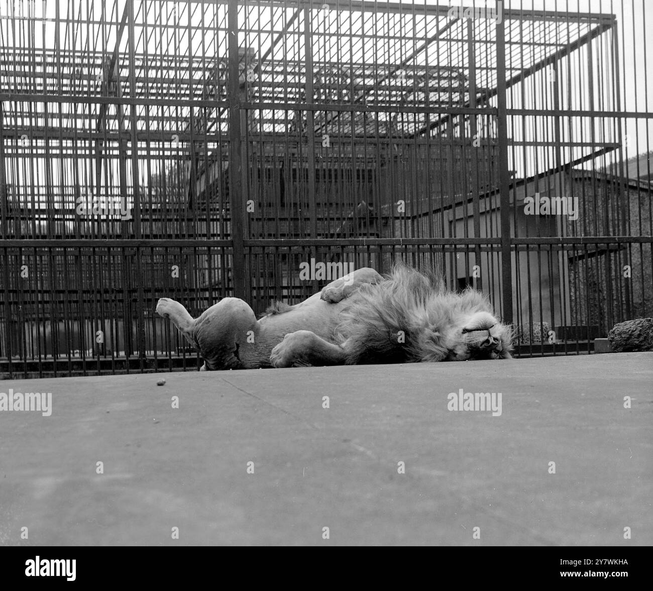 Leo the Lion at Regents Park Zoo is stretched out in his cage, trying ...