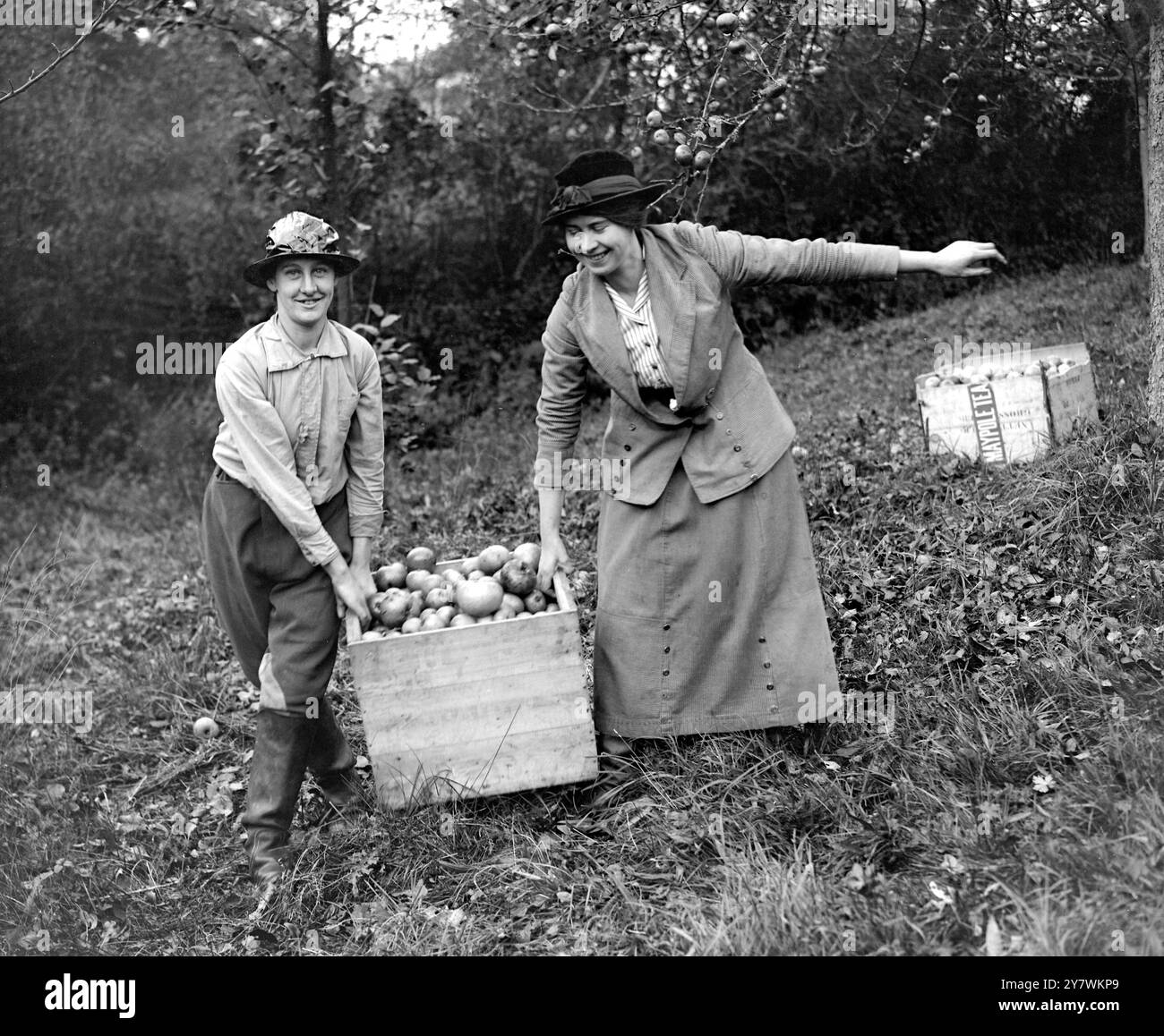 Collecting apples for cider making in Whiteways in Devon , England 29 ...