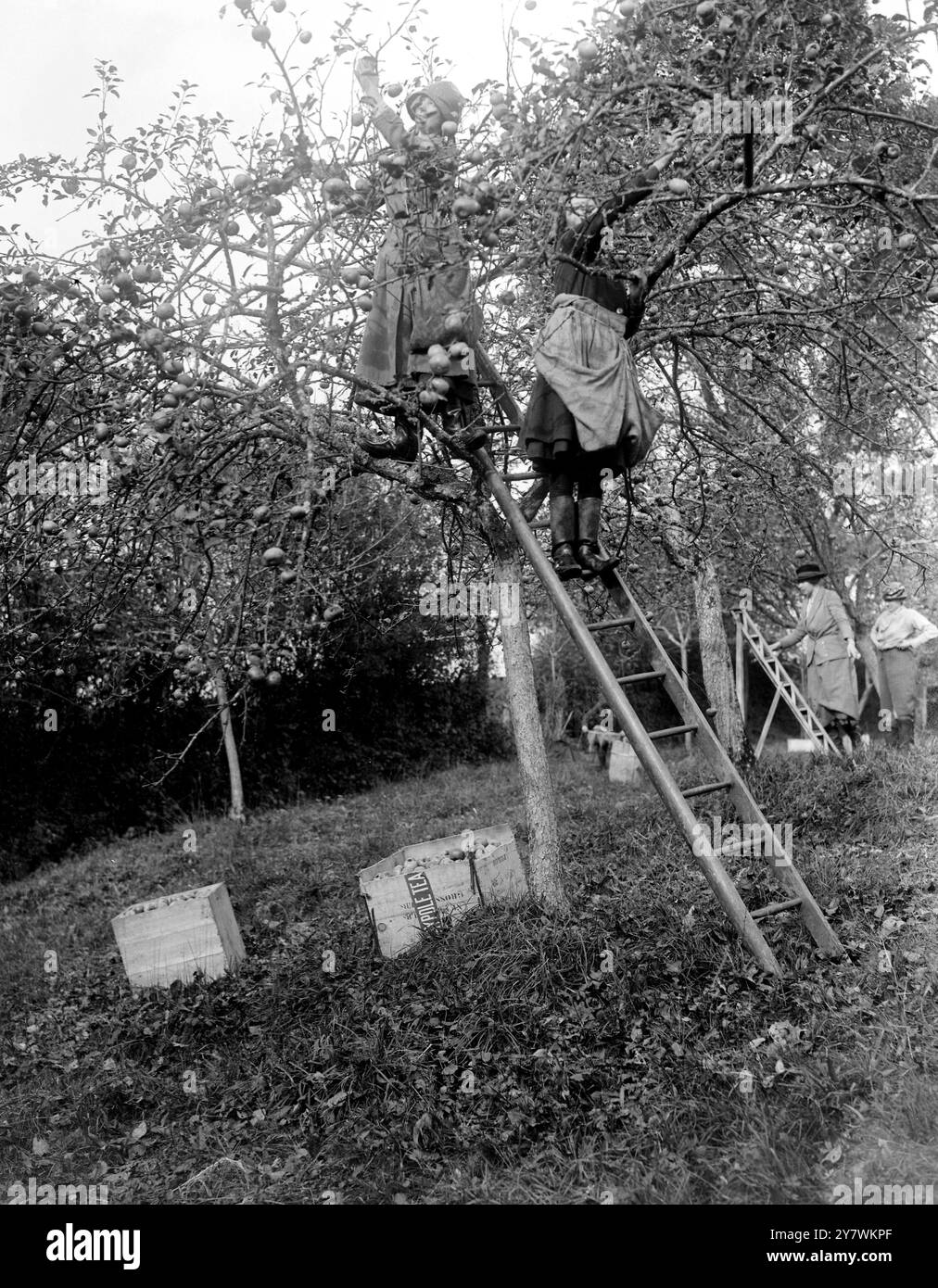 Collecting apples for cider making in Whiteways in Devon. , England 29 ...