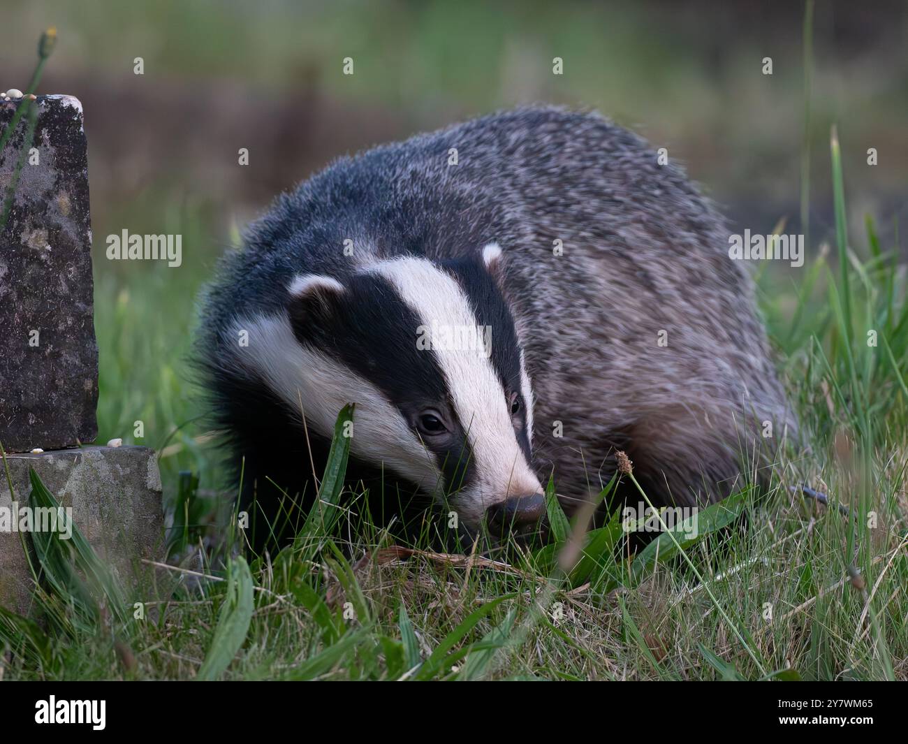 gorgeous wild badger in detail [ meles meles ] at a local cemetery in ...