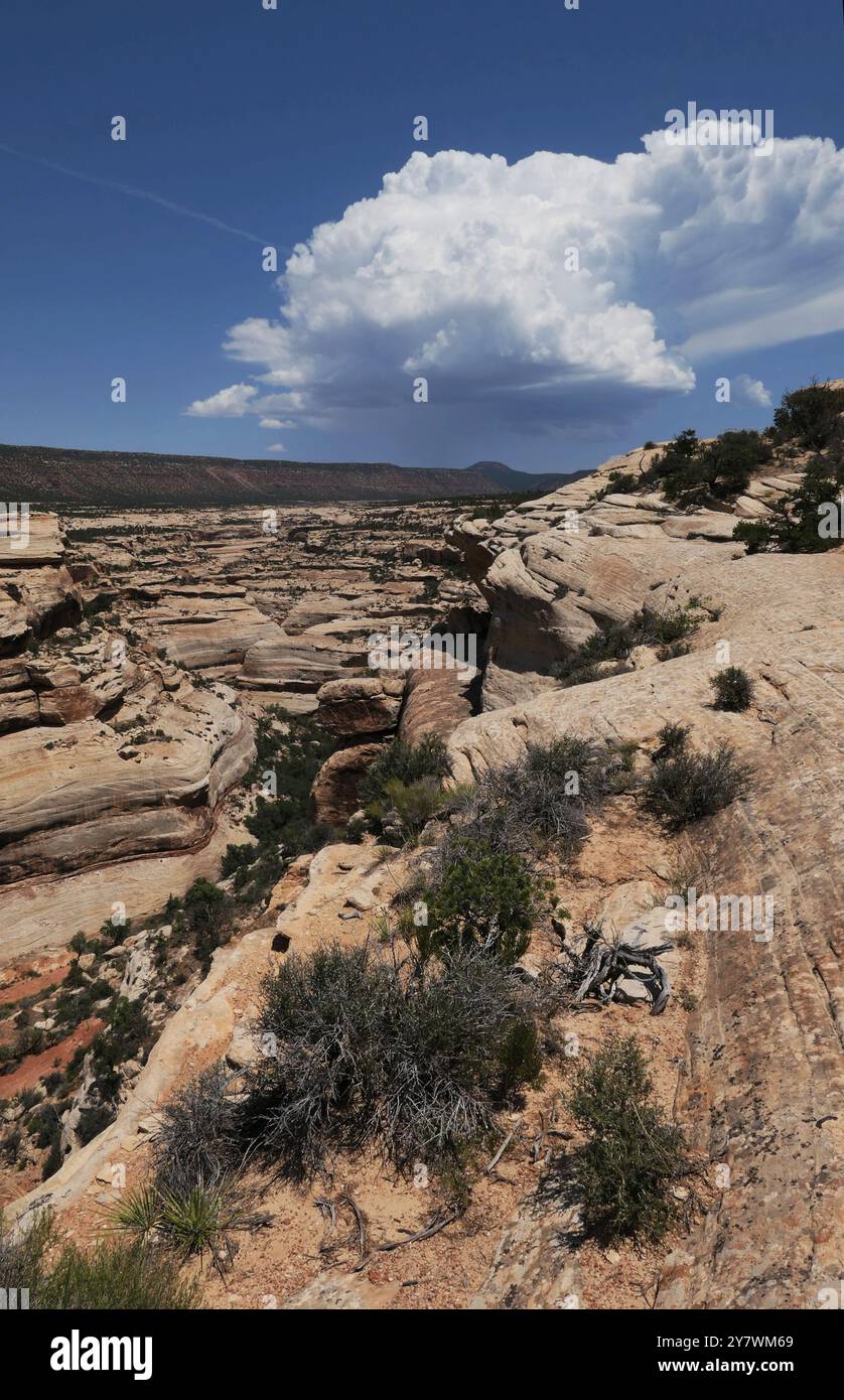 Horse Collar Overlook and Sipapu Bridge, Natural Bridges National ...