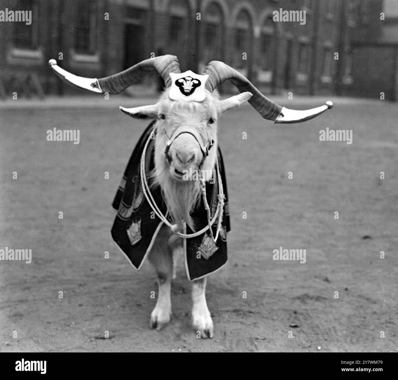 " Taffy V " The Regimental Goat of the 1st Royal Welsh Regiment ...