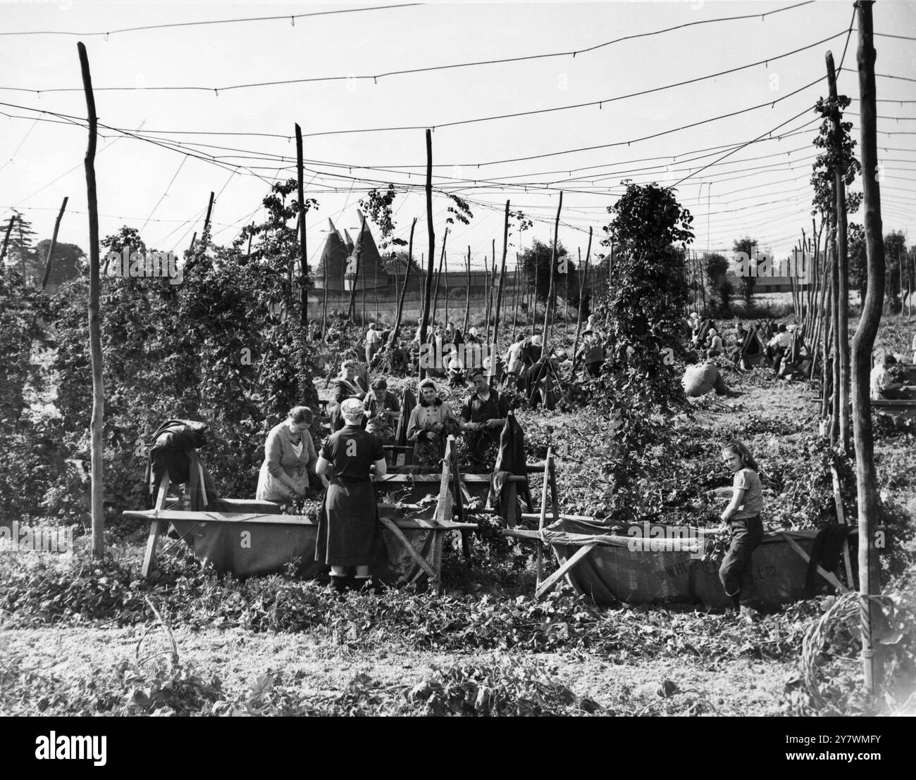 Hop pickers in the fields of Kent. 1954 Stock Photo - Alamy
