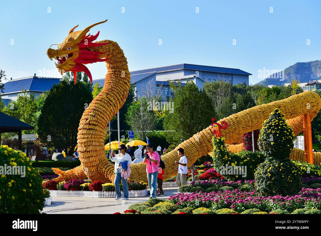 Tourists view a ''golden dragon'' made of corn on the cob at Jiulongyu ...