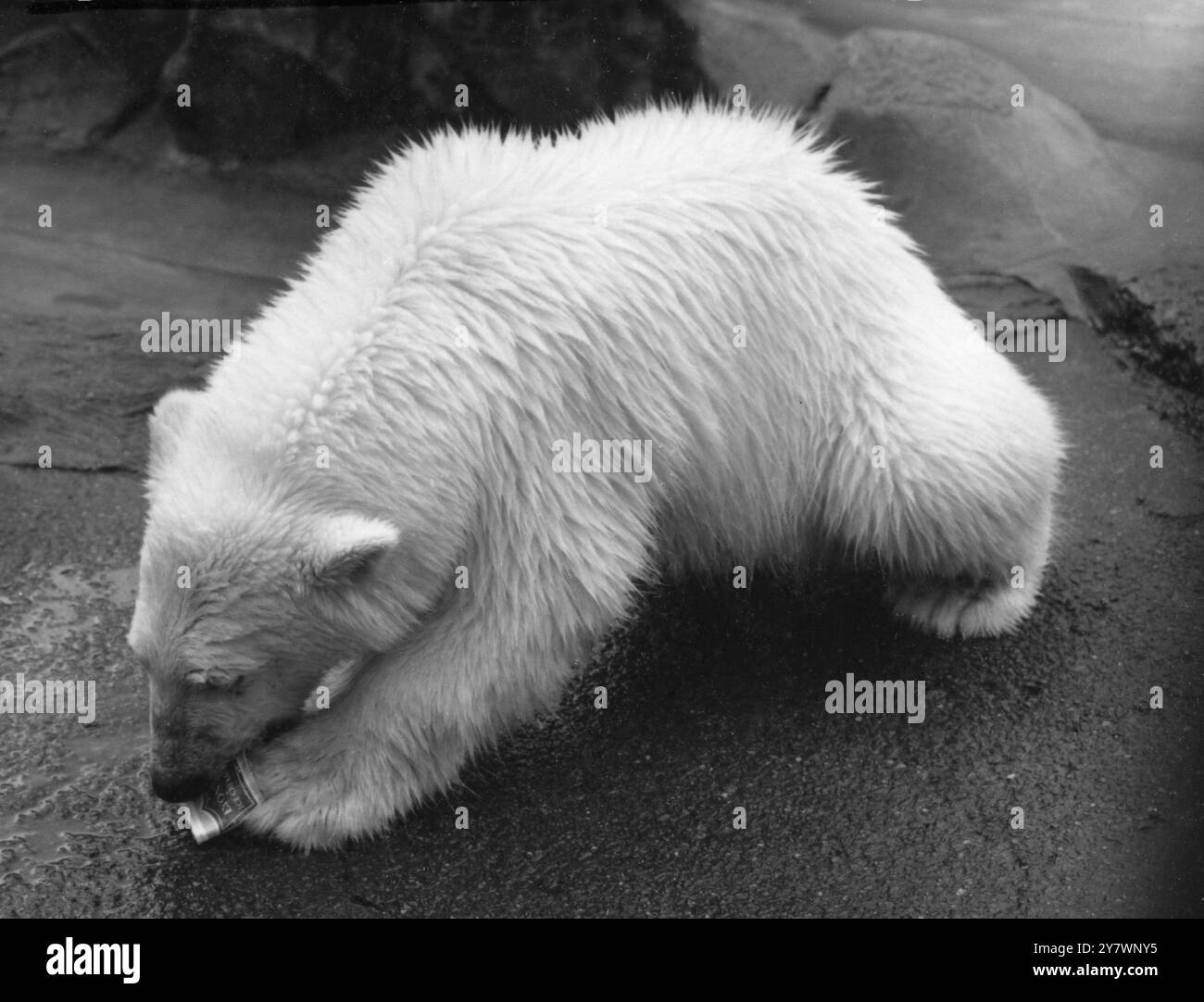 Spitfire the 6 month old polar bear making her debut at London Zoo ...