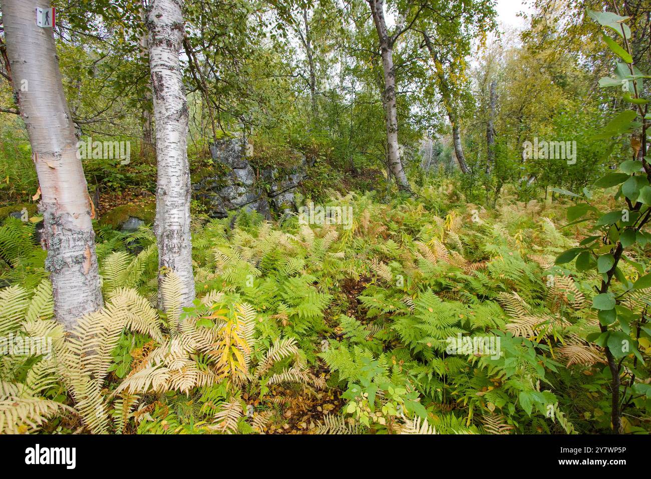 Interior of a tundra forest with a large stand of ferns in Reisa ...
