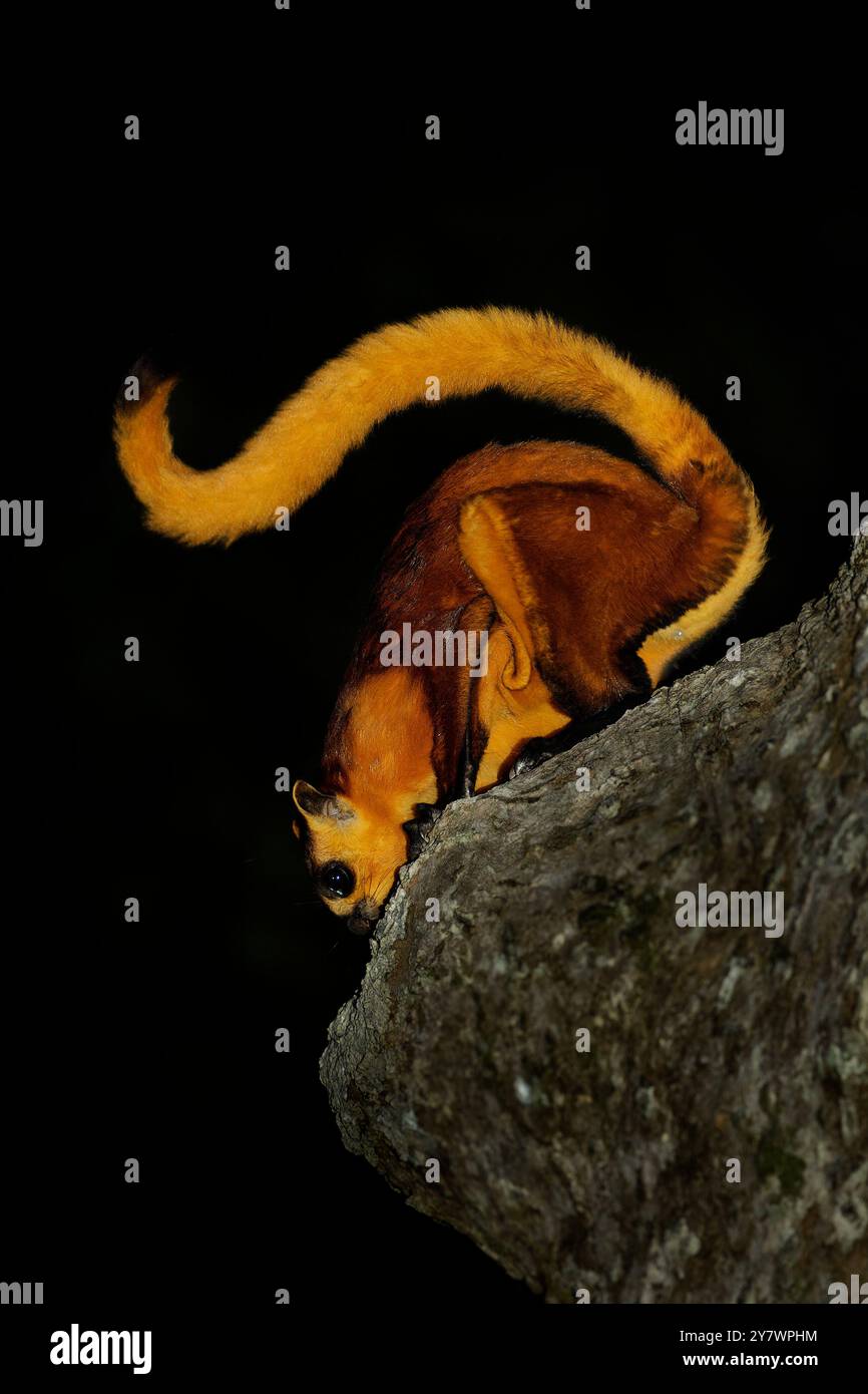 Red or Common giant flying squirrel - Petaurista petaurista, rodent in ...