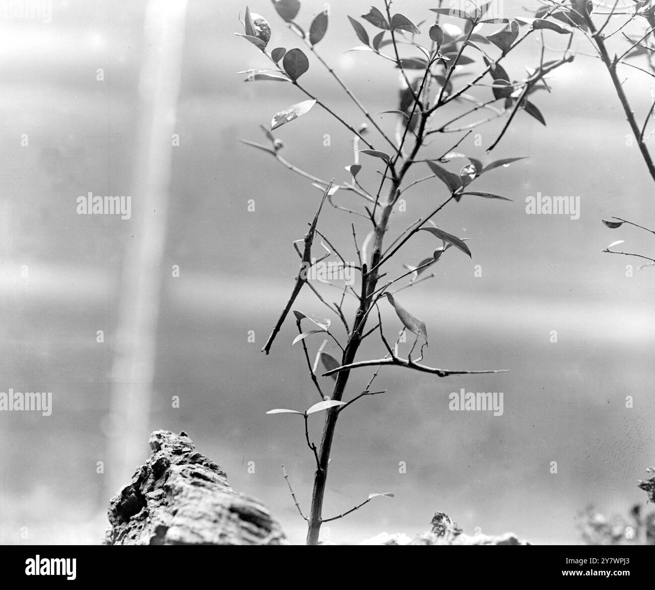 Zoo stick insect Black and White Stock Photos & Images - Alamy