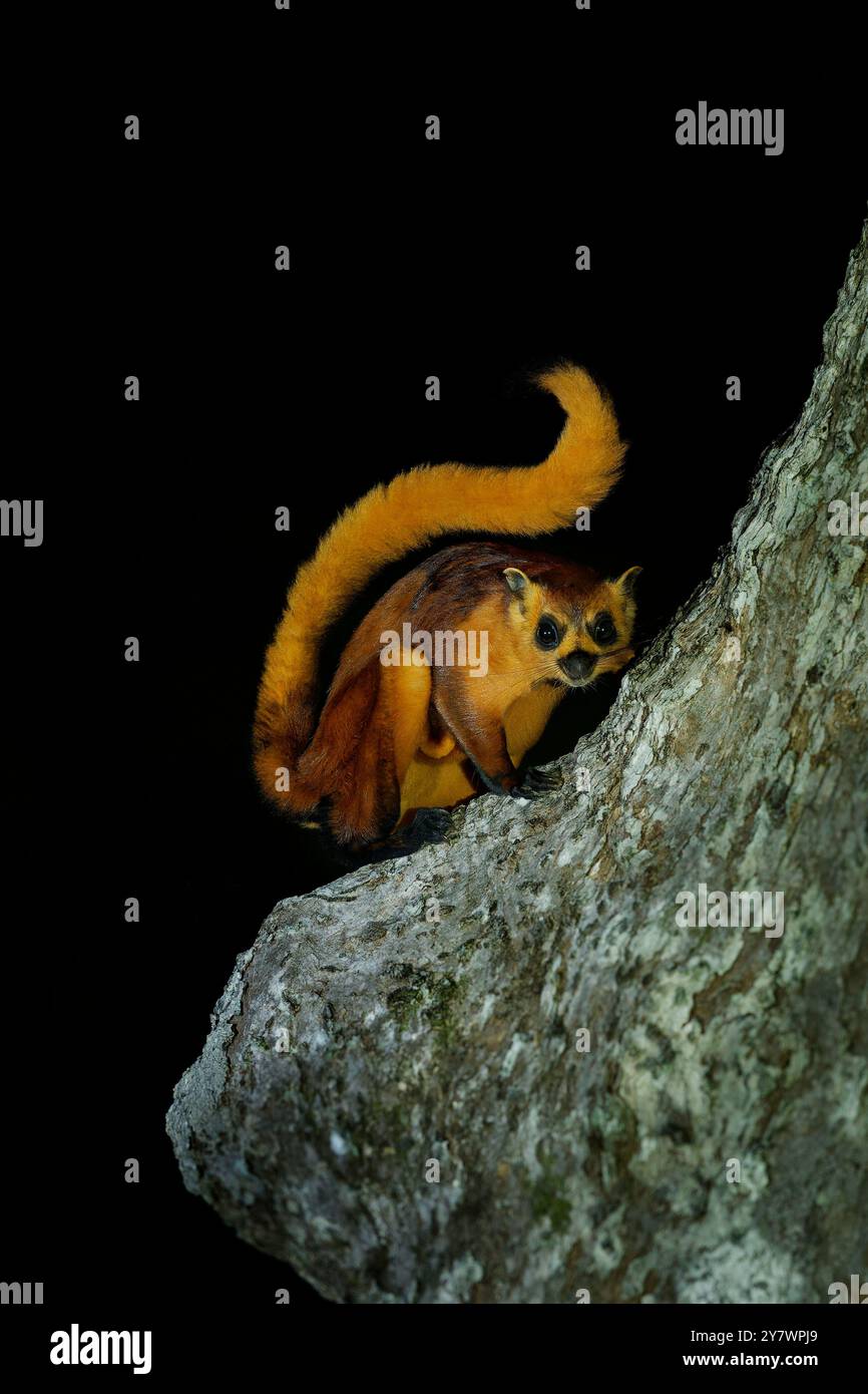 Red or Common giant flying squirrel - Petaurista petaurista, rodent in ...