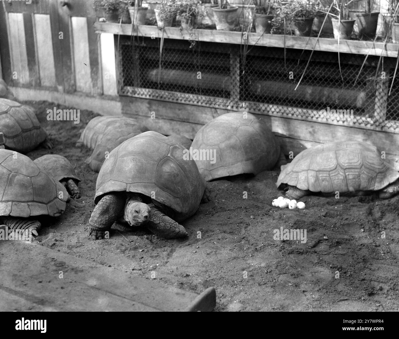 Tortoises in the zoo Black and White Stock Photos & Images - Alamy