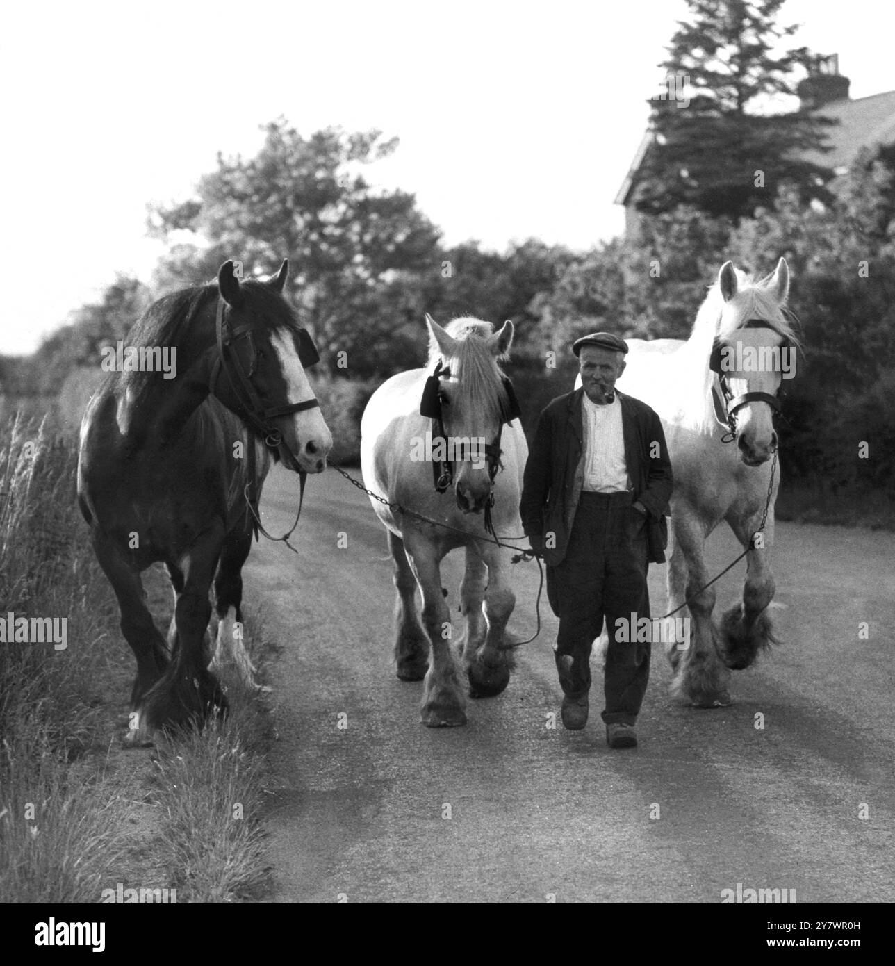 Shire horse and two heavy greys Stock Photo - Alamy