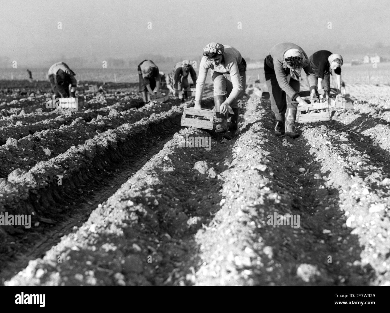 Land Girls planting vegetables in the furrows of a ploughed field ...