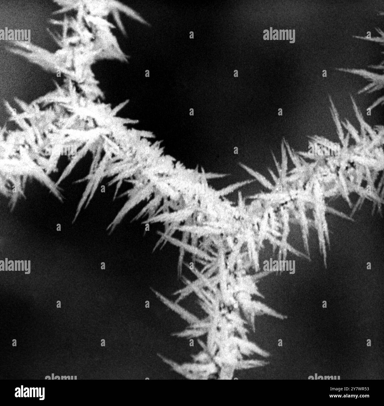 Pointed spikes Black and White Stock Photos & Images - Alamy