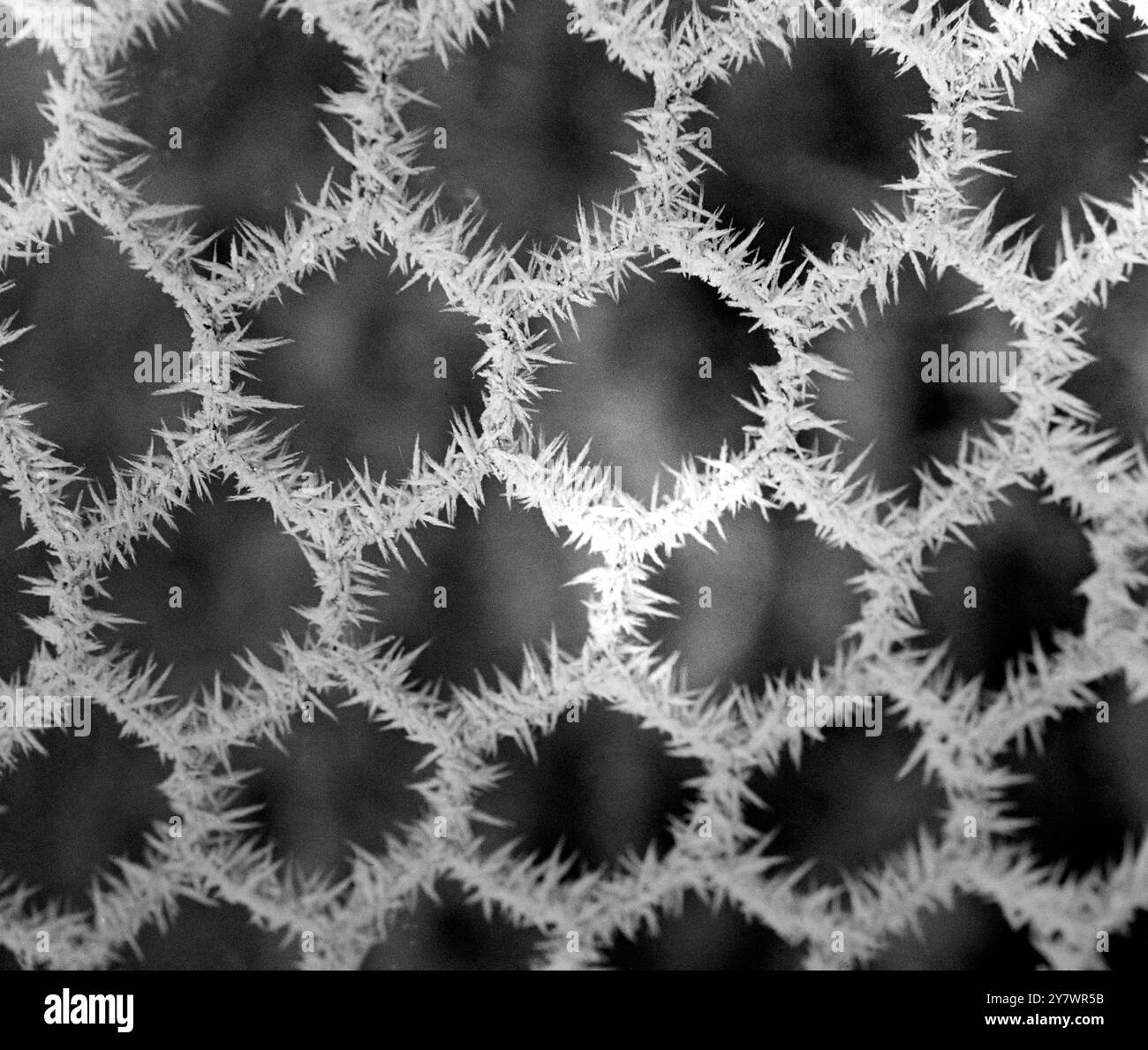 Pointed spikes Black and White Stock Photos & Images - Alamy