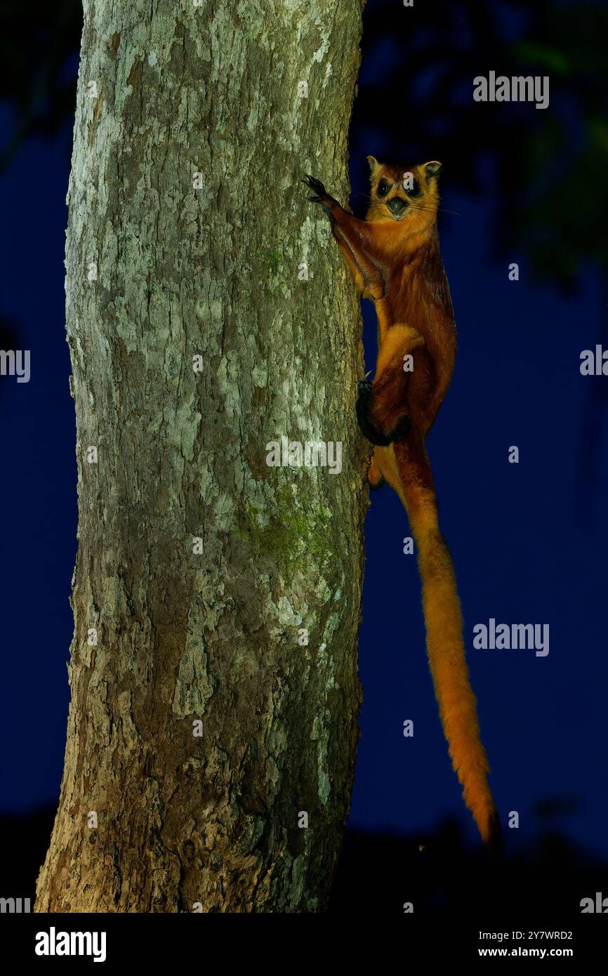 Red or Common giant flying squirrel - Petaurista petaurista, rodent in ...