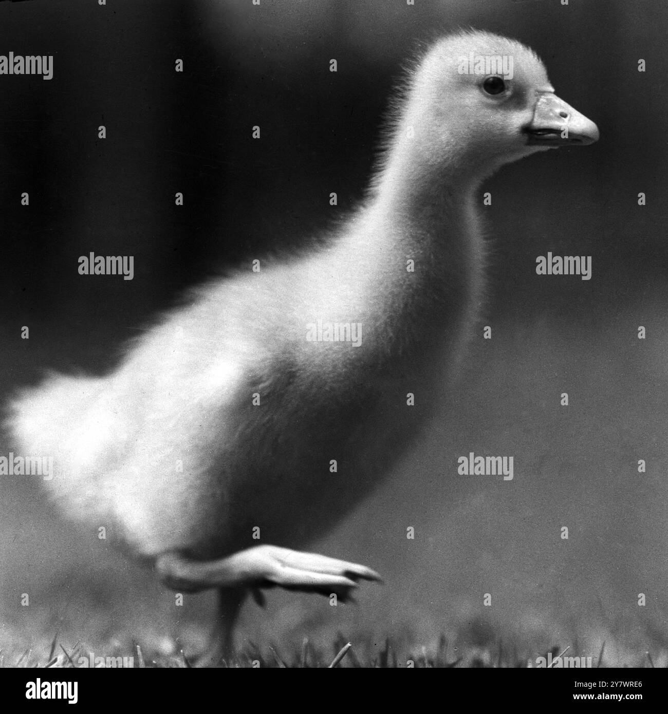 John gosling hi-res stock photography and images - Alamy