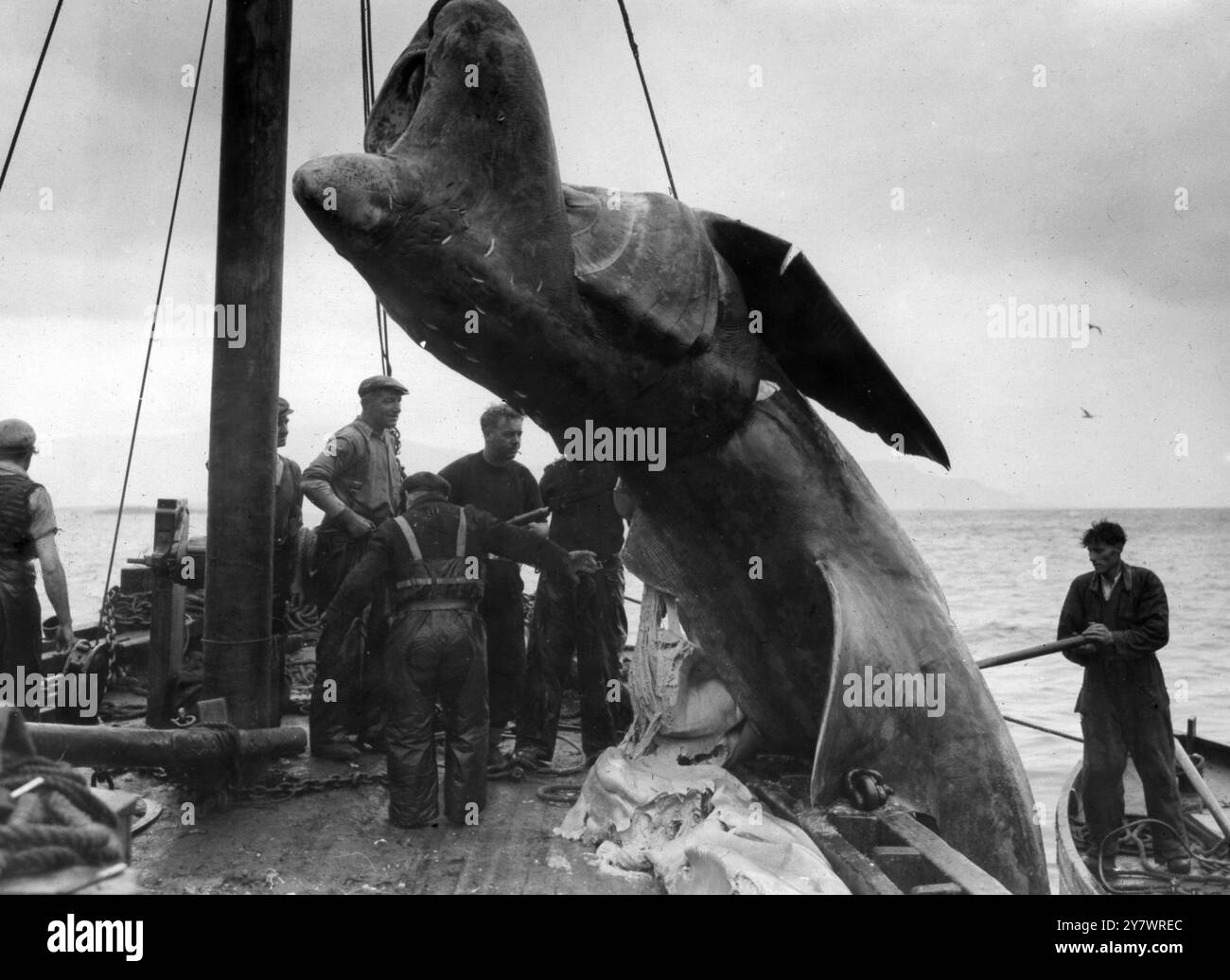 Landing an enormous catch onto the boat - basking shark Stock Photo - Alamy