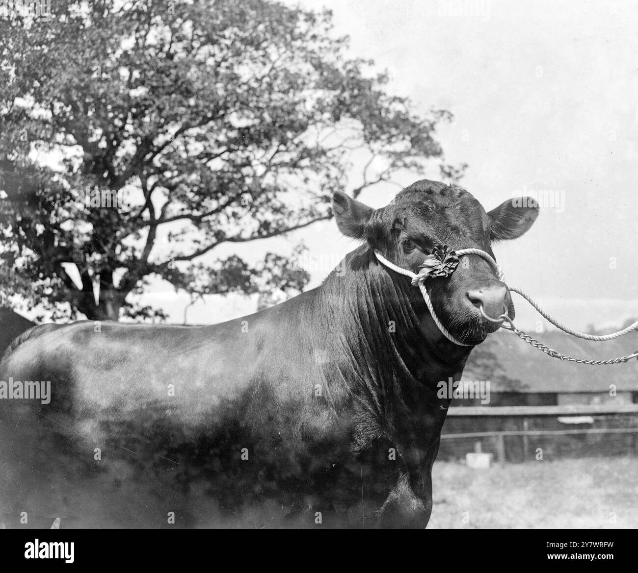 1st prize rosette Black and White Stock Photos & Images - Alamy