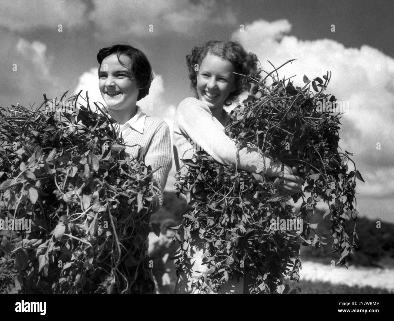 Hop picking in Kent Stock Photo - Alamy