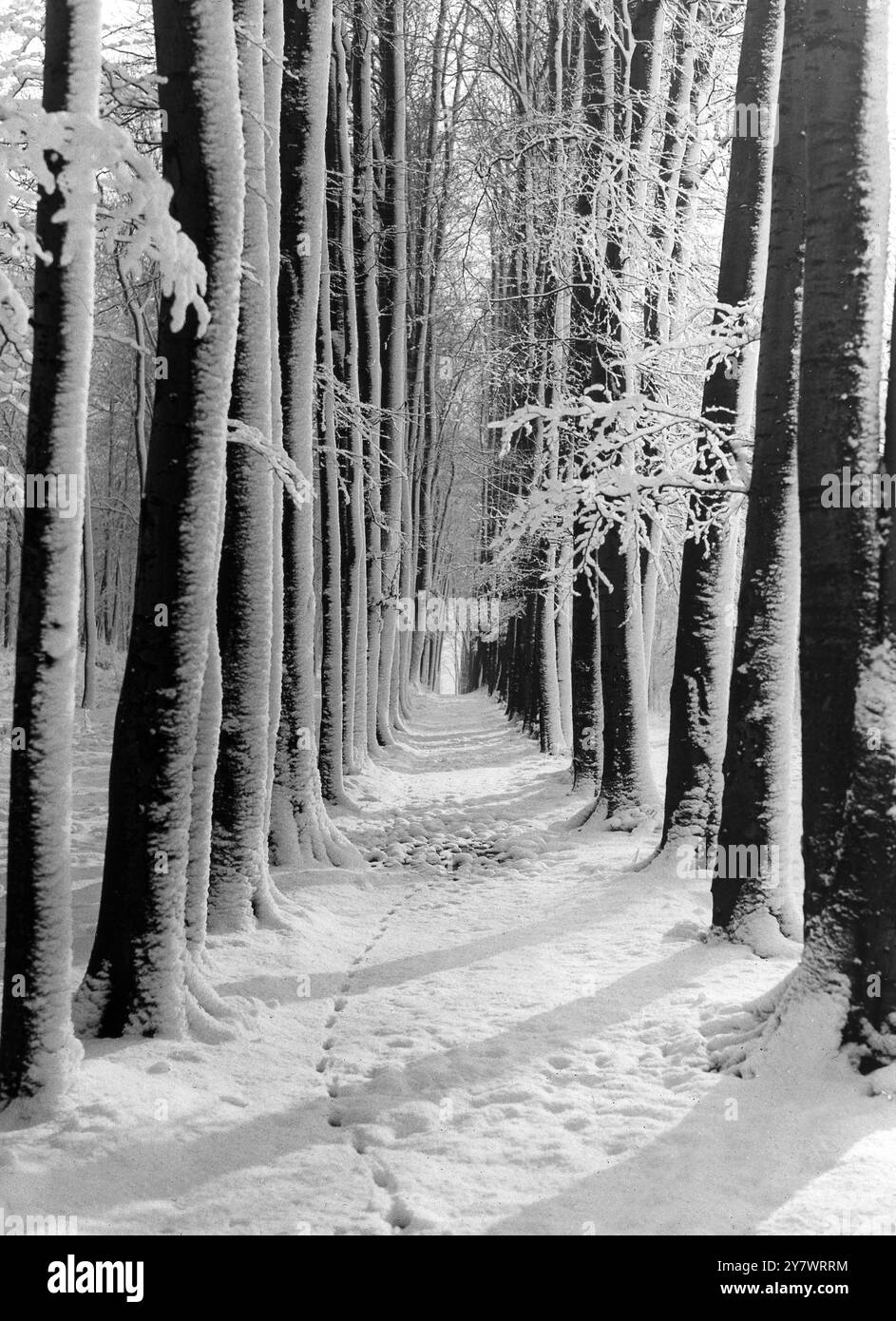Tree lined pathway in the snow - winter scene Stock Photo - Alamy