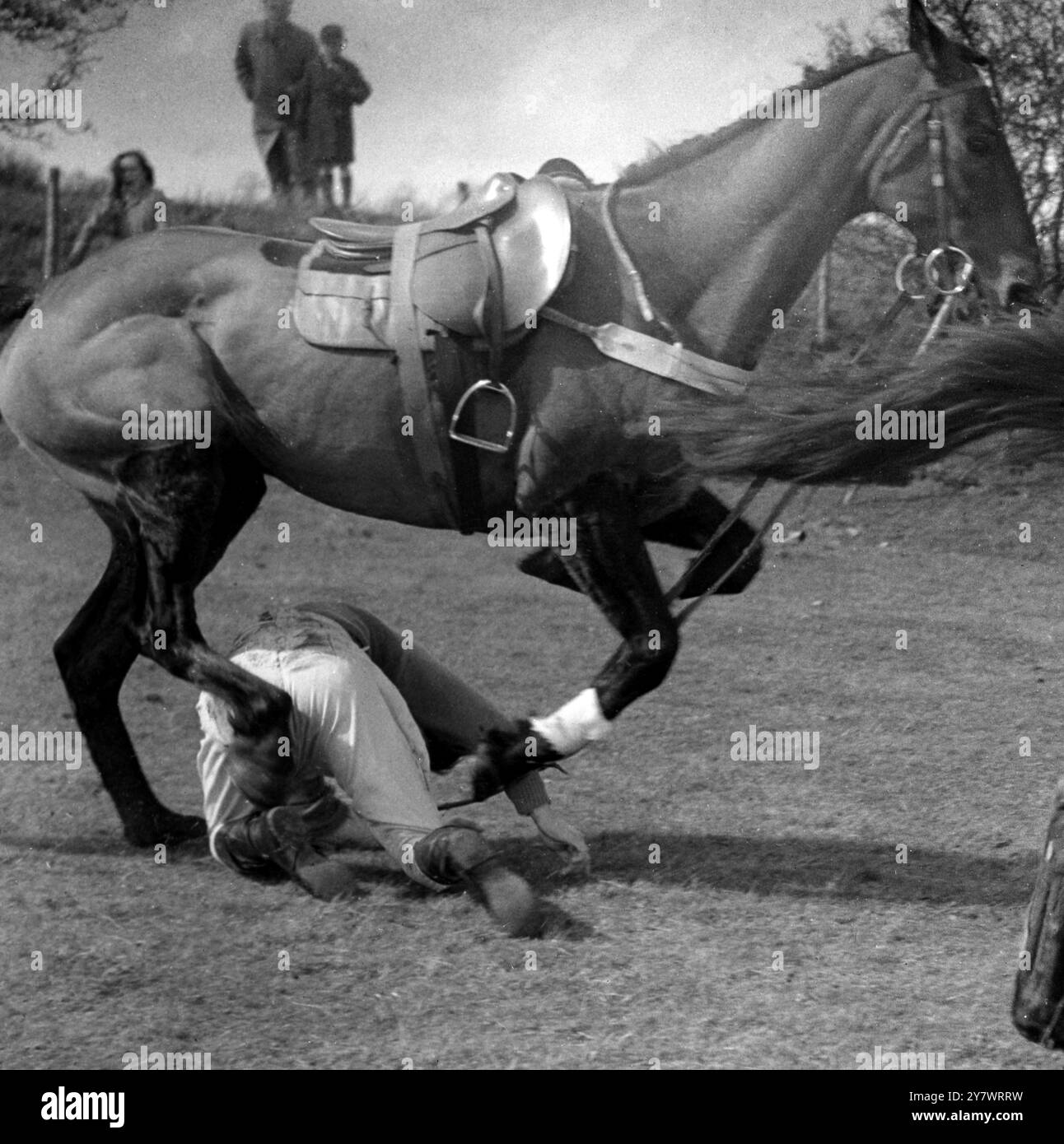 Jockey trampled by racehorse after fall Stock Photo - Alamy