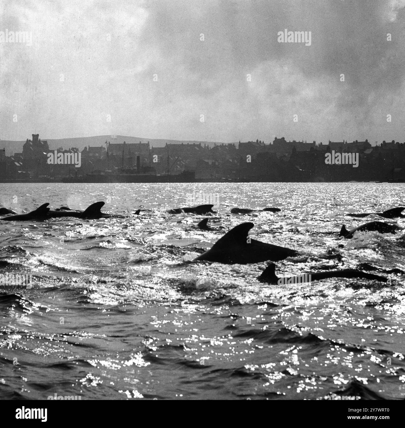 Dolphins with fins sticking out of the water - river Stock Photo - Alamy