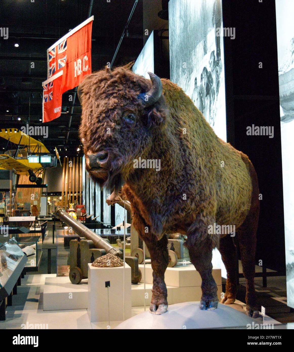 Taxidermy bison displayed in a museum, representing wildlife and the natural history of North ...