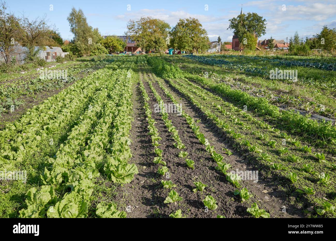 Photo of an organic vegetable farm Stock Photo - Alamy