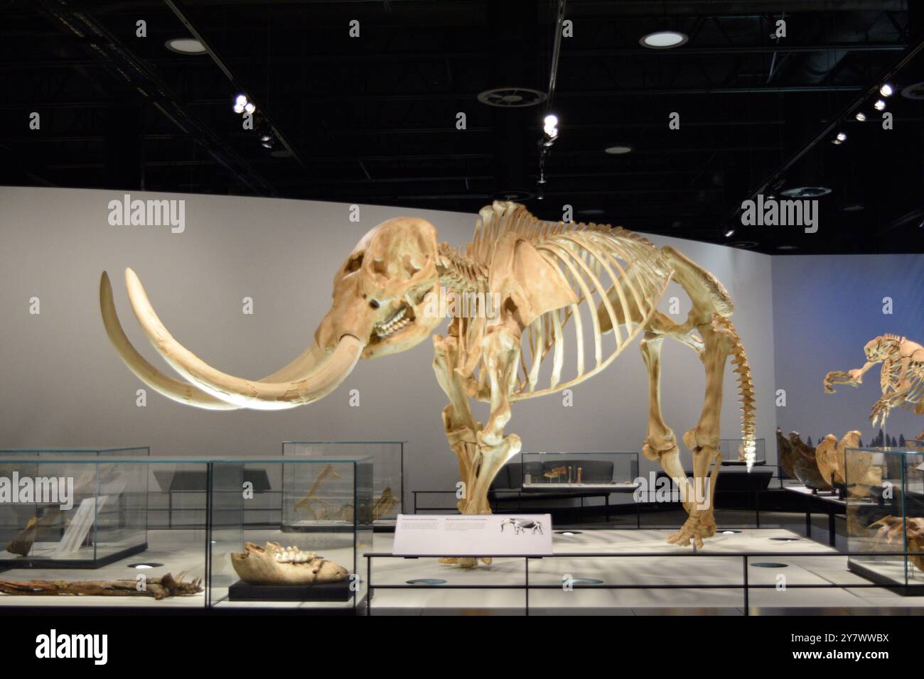 Mammoth bones in a museum, showcasing ancient prehistoric life and ...