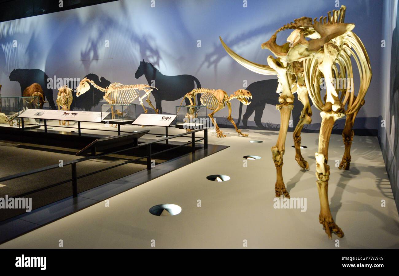Prehistoric Bones in a museum, showcasing ancient prehistoric life and ...