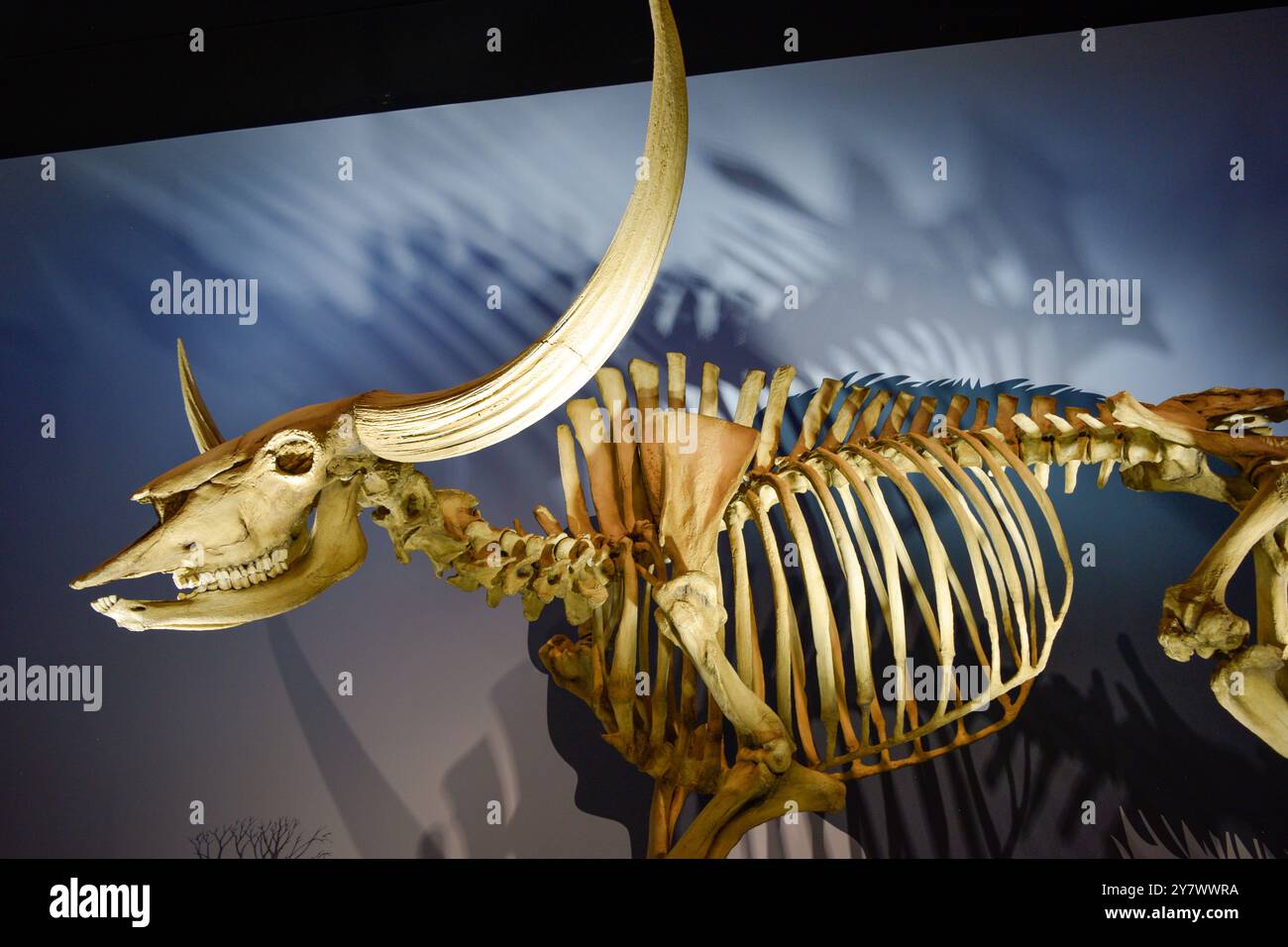 Prehistoric Bones in a museum, showcasing ancient prehistoric life and ...