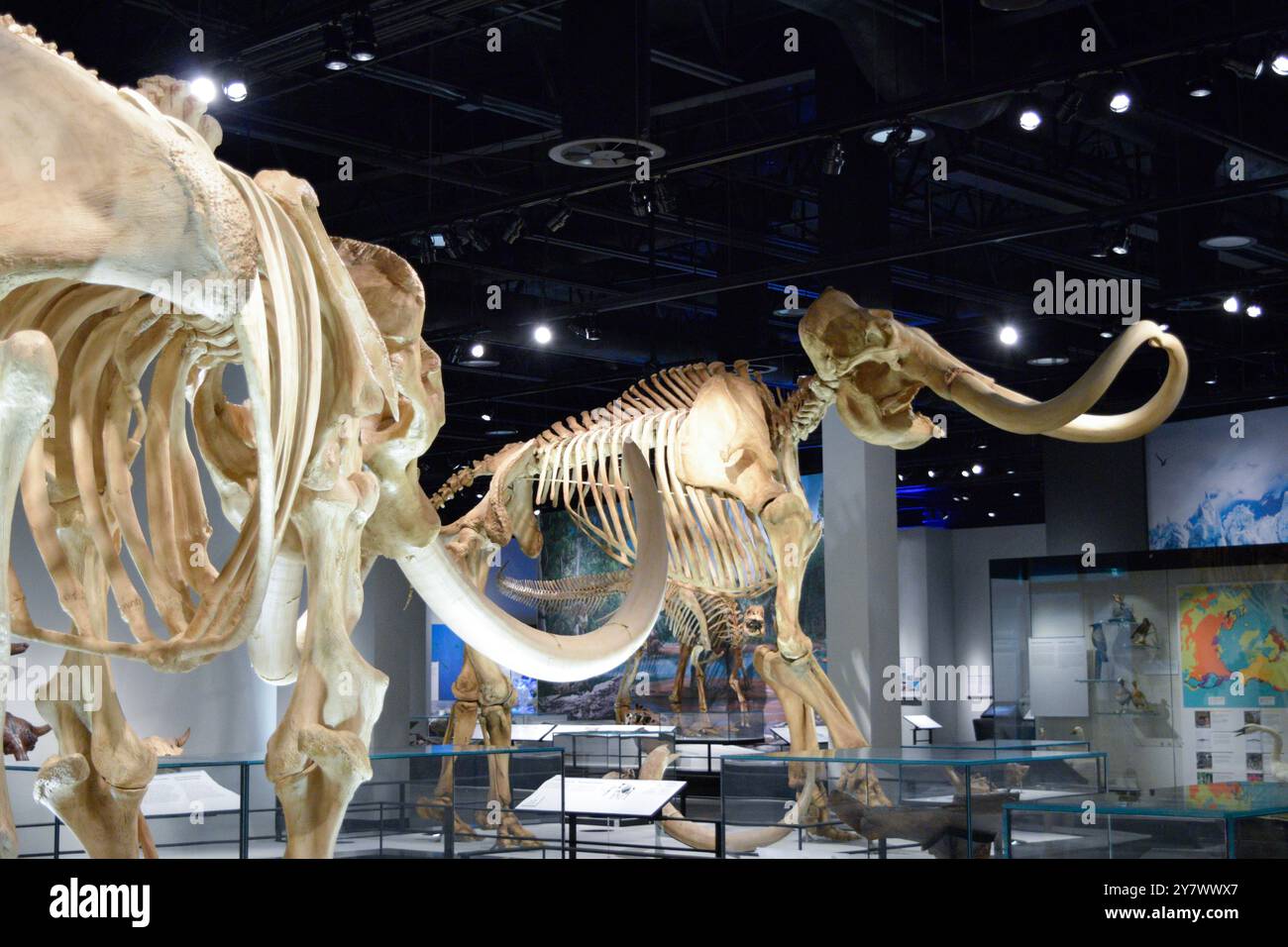Mammoth bones in a museum, showcasing ancient prehistoric life and ...