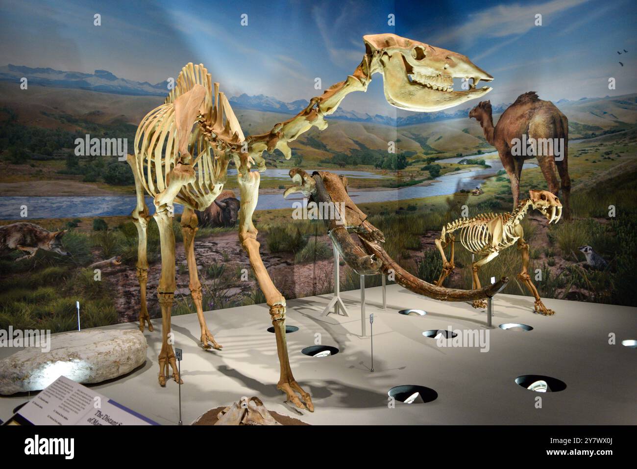 Prehistoric Bones in a museum, showcasing ancient prehistoric life and ...