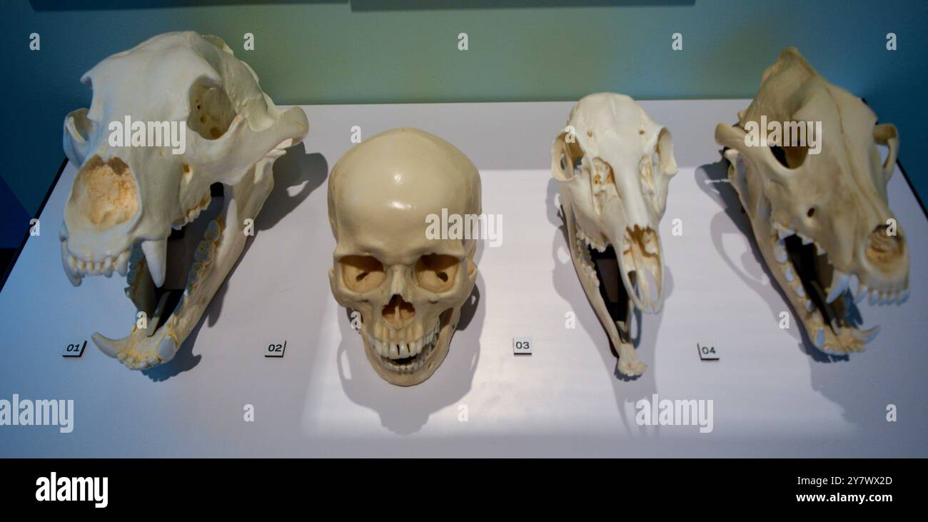 Various species of skulls hi-res stock photography and images - Alamy
