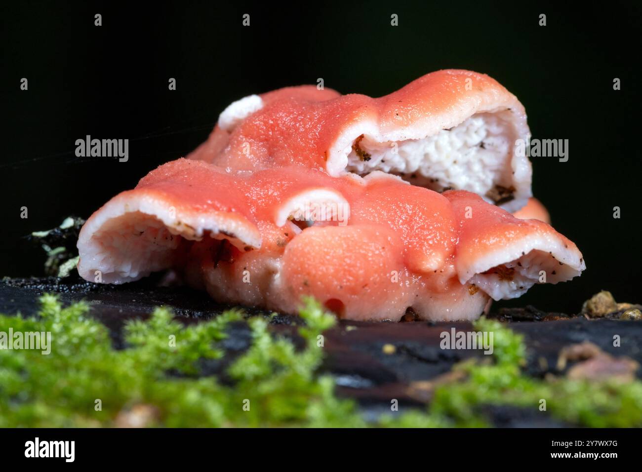 Coral pink merulius hi-res stock photography and images - Alamy