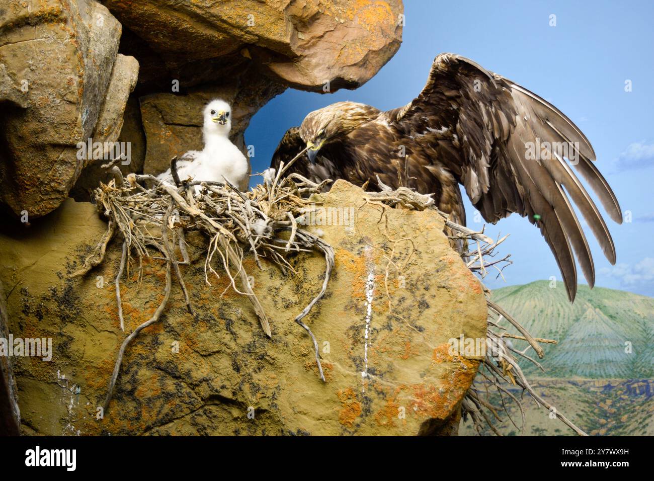 Eagle in its nest displayed in a museum, highlighting its nesting ...