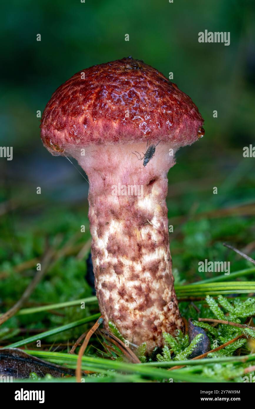 Painted Suillus (Suillus spraguei) - Brevard, North Carolina, USA Stock ...