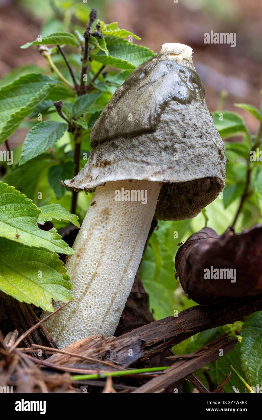 Ravenel's stinkhorn (Phallus ravenelii) - Brevard, North Carolina, USA ...