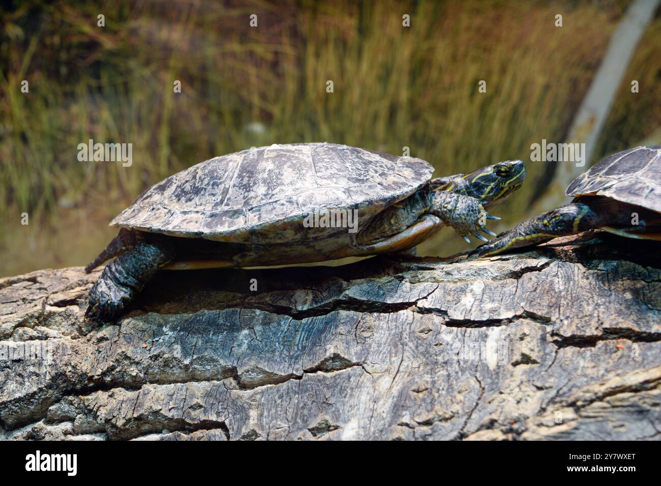 Marine biology history hi-res stock photography and images - Alamy