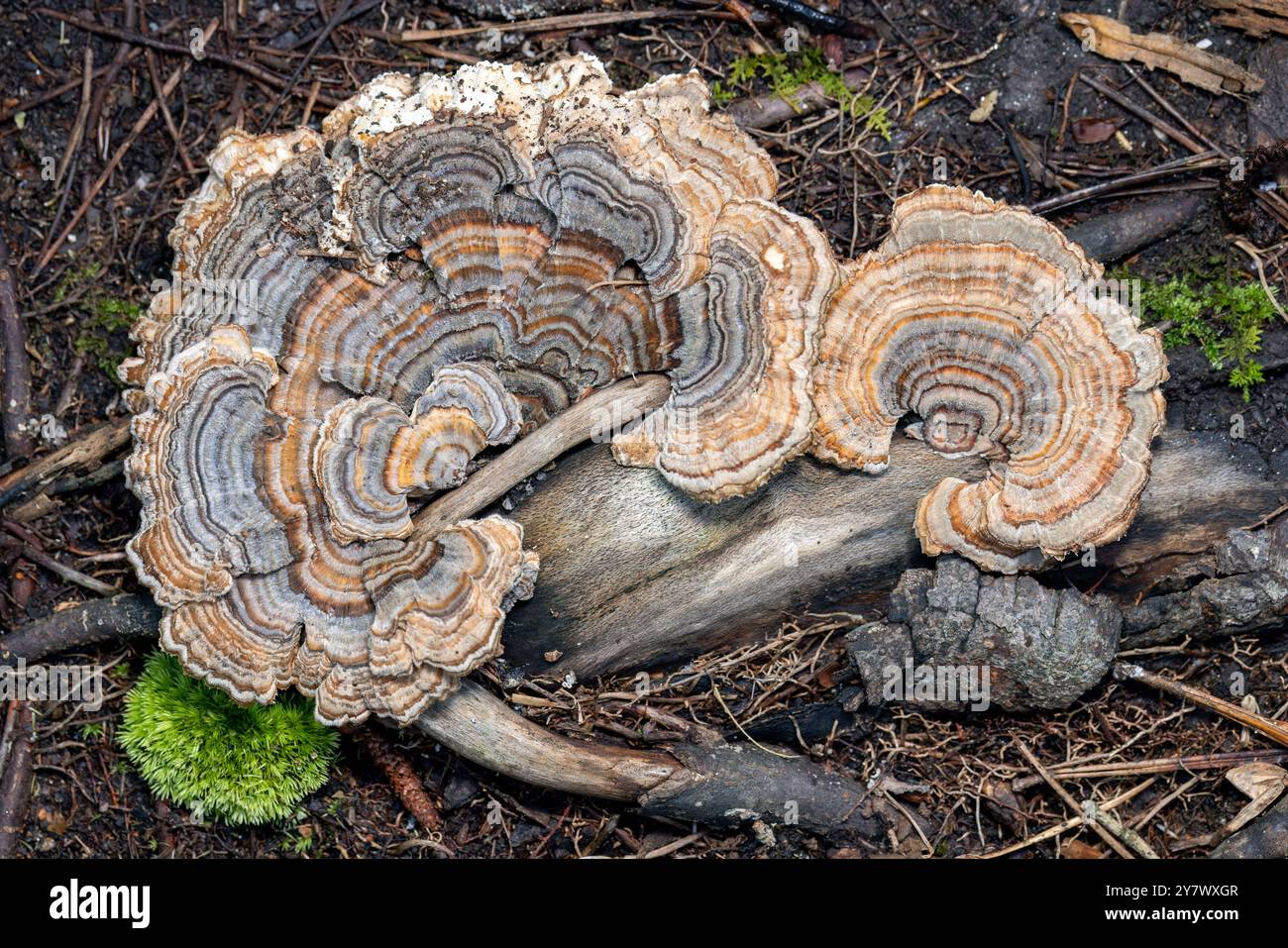 Close-up of Turkey Tail Mushroom (Trametes versicolor) - Brevard, North ...