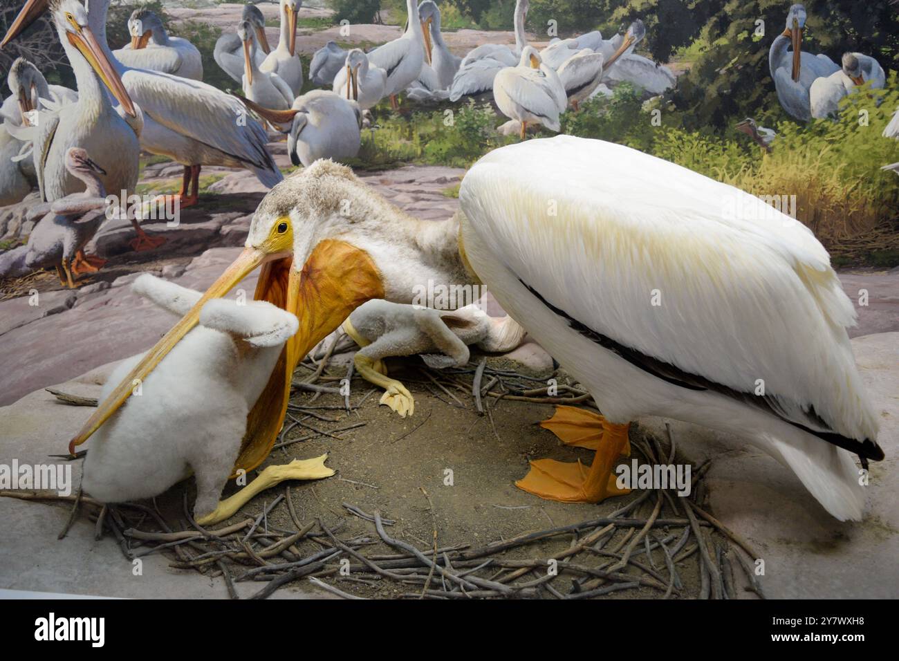 Pelican feeding hi-res stock photography and images - Alamy