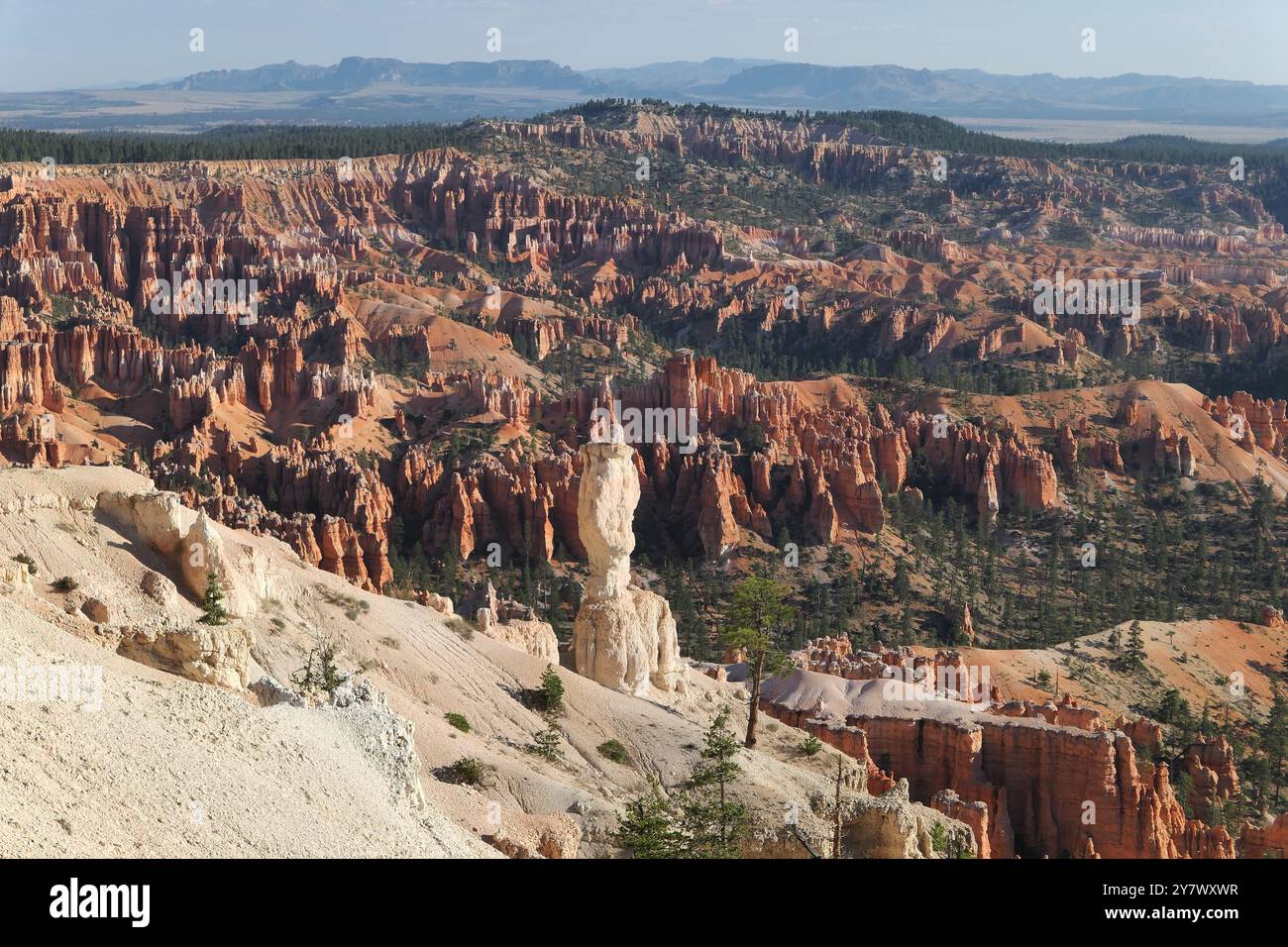 Hoodoos, forested amphitheater., and colorful stratified geologic ...