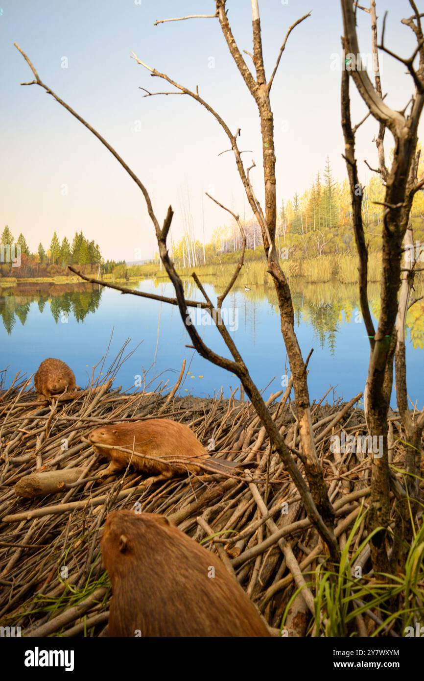 Beavers building with wood in a lake, displayed in a museum exhibit ...