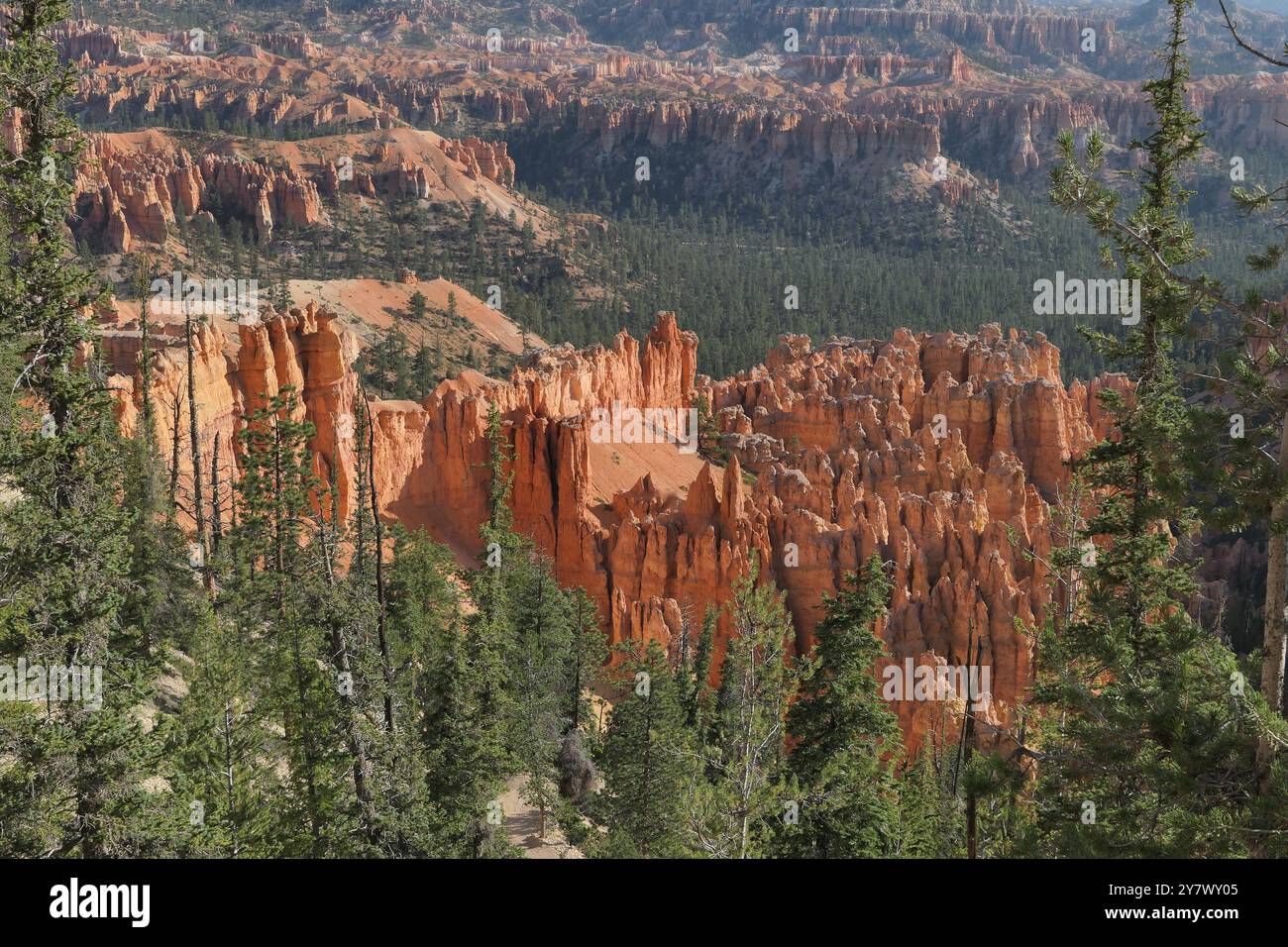 Hoodoos, forested amphitheater., and colorful stratified geologic ...