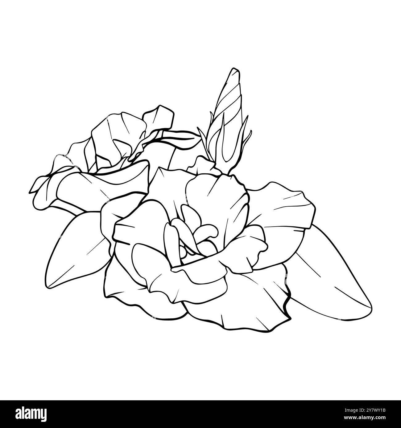Bud eustoma lisianthus white Stock Vector Images - Alamy